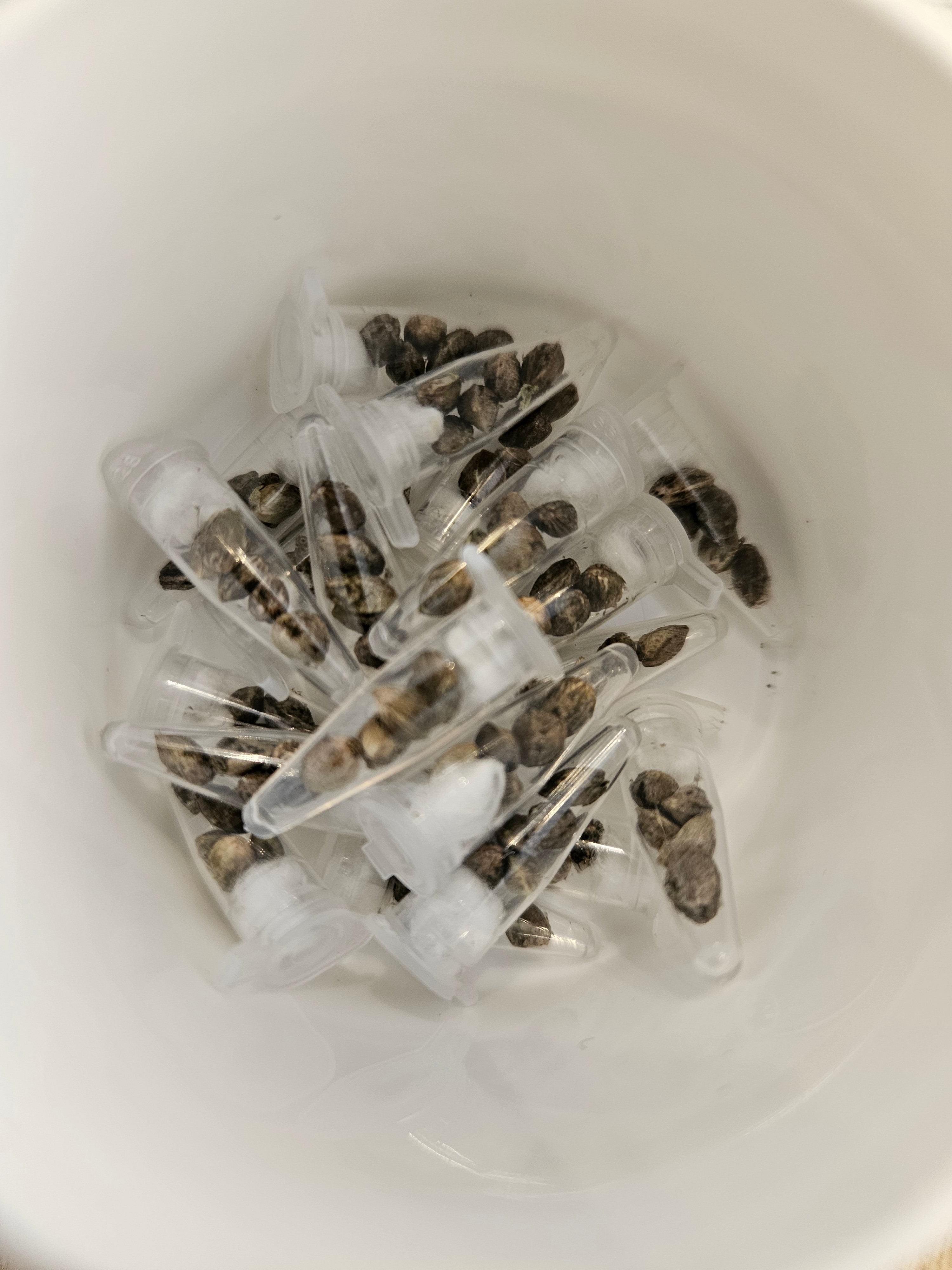 Genetics – Vega Genetics LLC